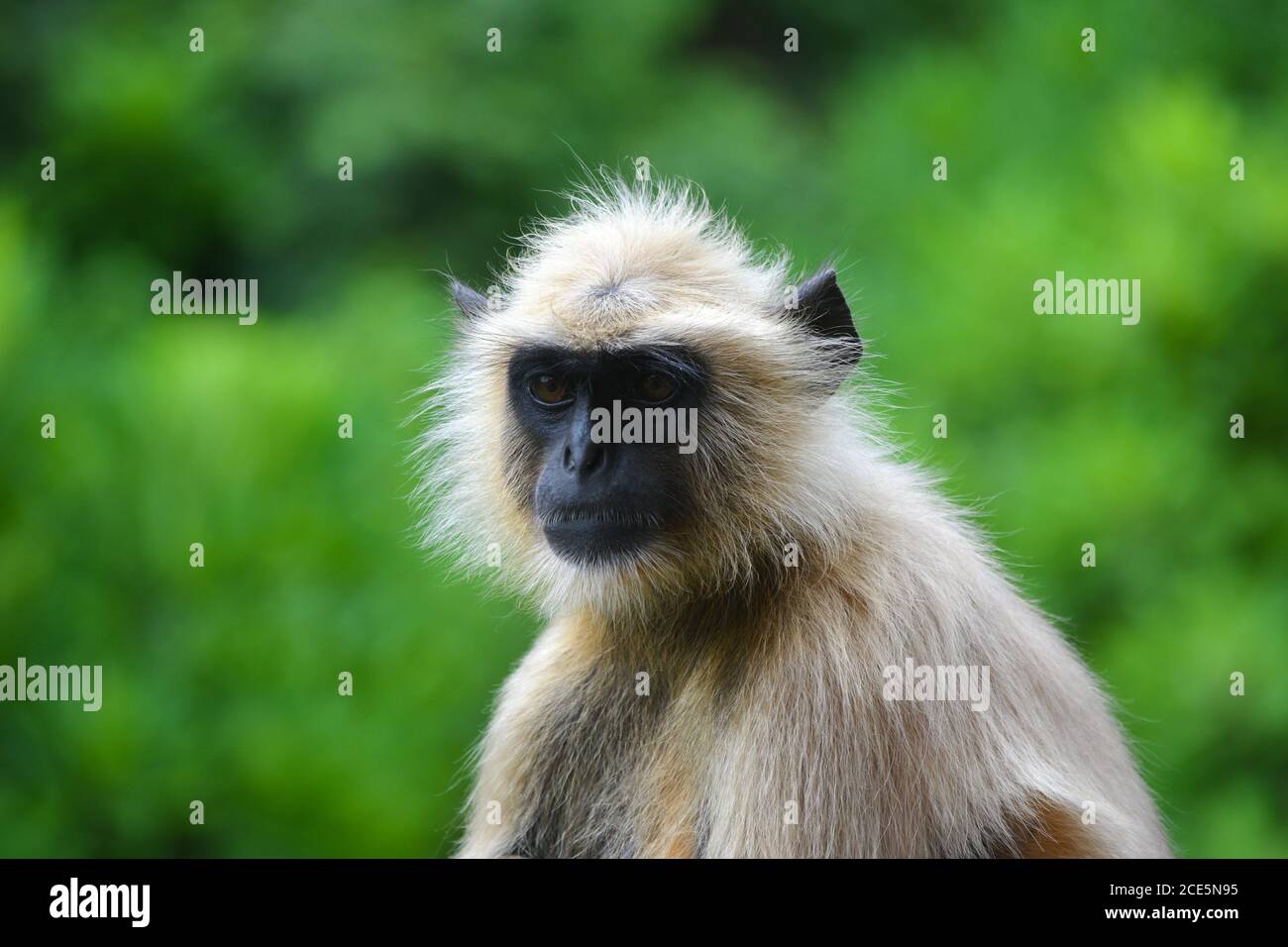 Dark Grey Background Monkey