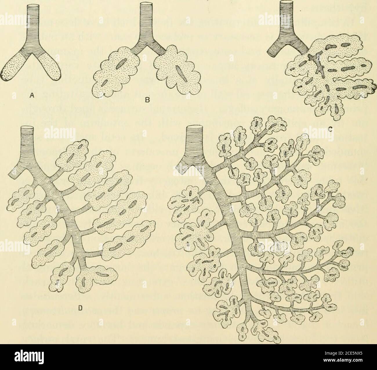 . The American journal of anatomy . bsequently differentiatesinto two ...