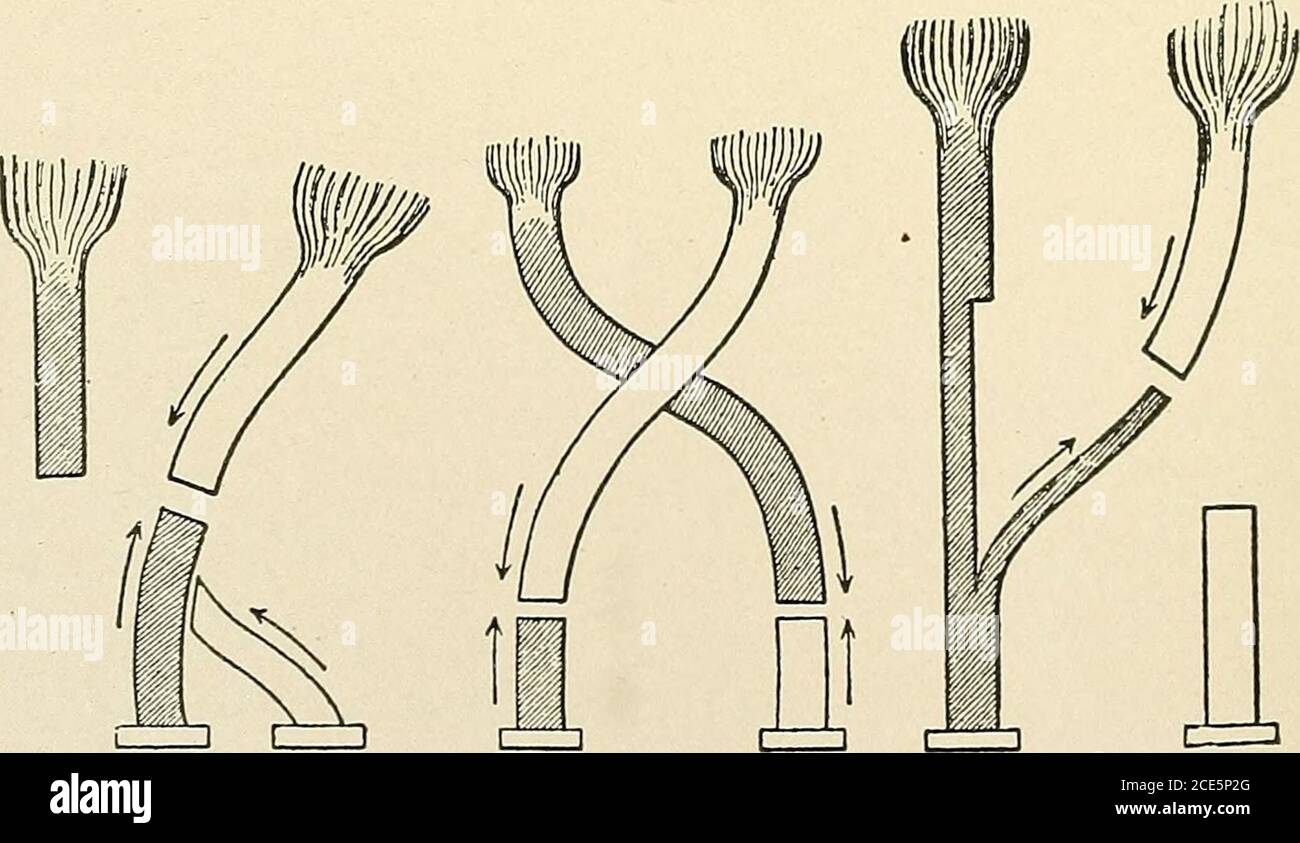 . American practice of surgery ; a complete system of the science and ...