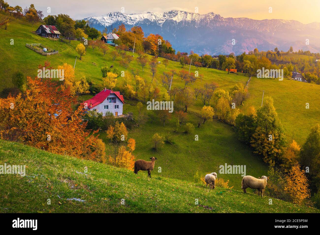 Idyllic autumn countryside landscape with grazing sheeps and snowy ...