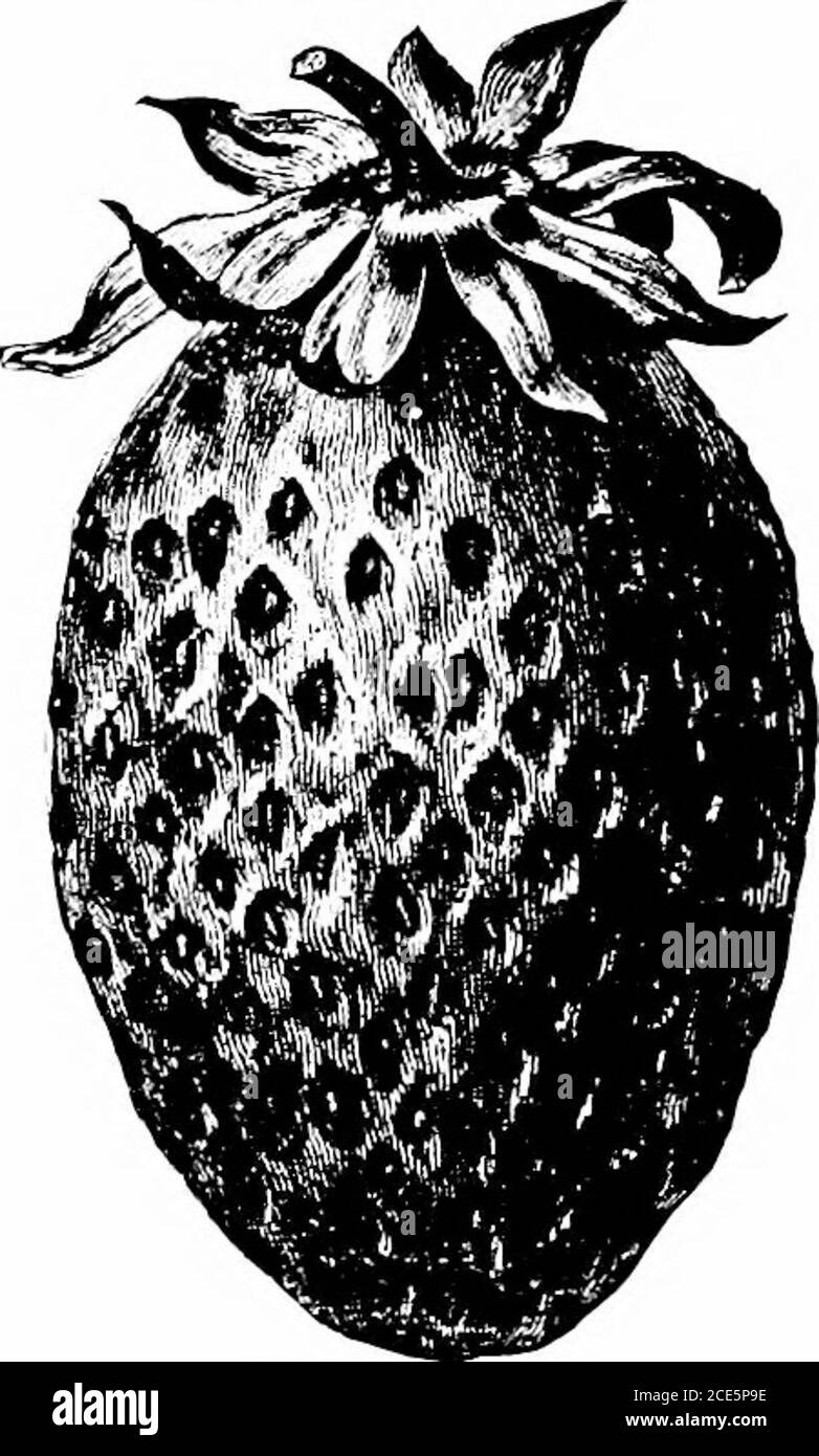 Drooping fruit Black and White Stock Photos & Images - Alamy