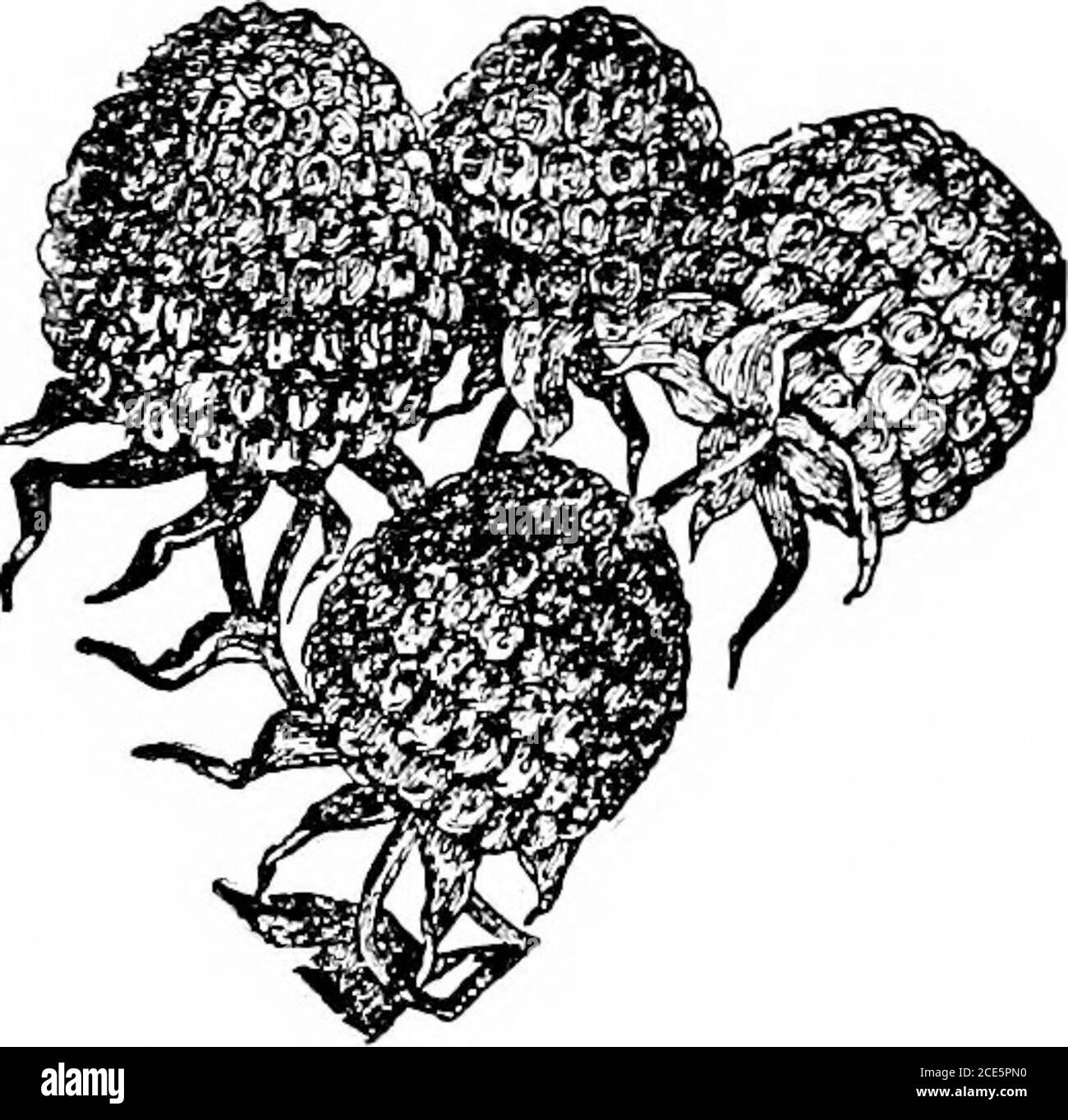 Conical bloom Black and White Stock Photos & Images - Alamy