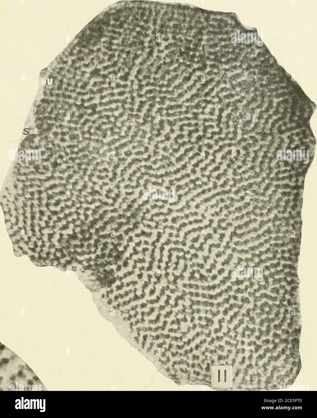 . The American journal of anatomy . -J -- - ?- ^ -..--N .^u.-„..i.:; •C ...