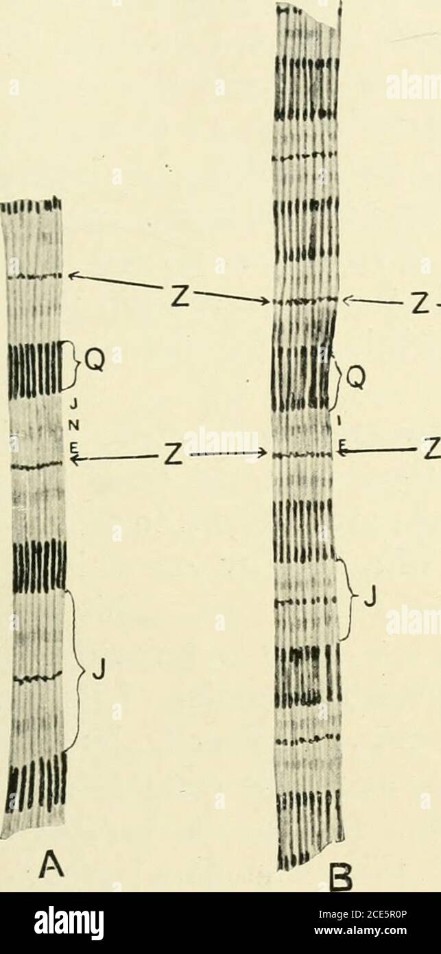 . The American journal of anatomy . izontal series from left to ...