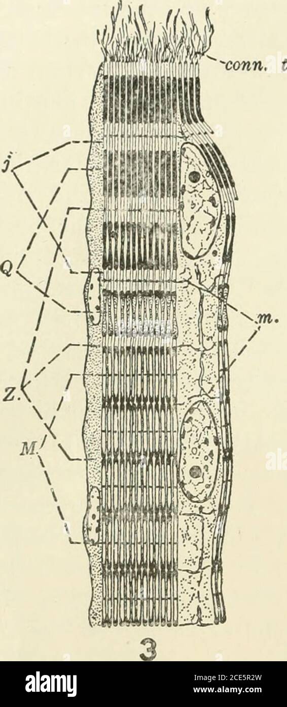. The American journal of anatomy . leg muscle, of asuperimposed ...