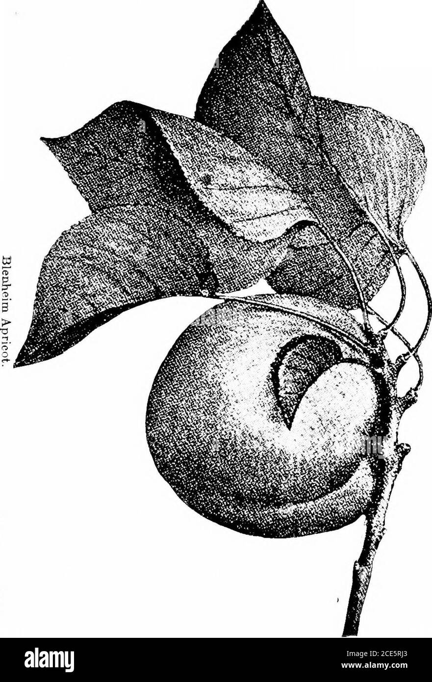 Hardier varieties Cut Out Stock Images & Pictures - Alamy