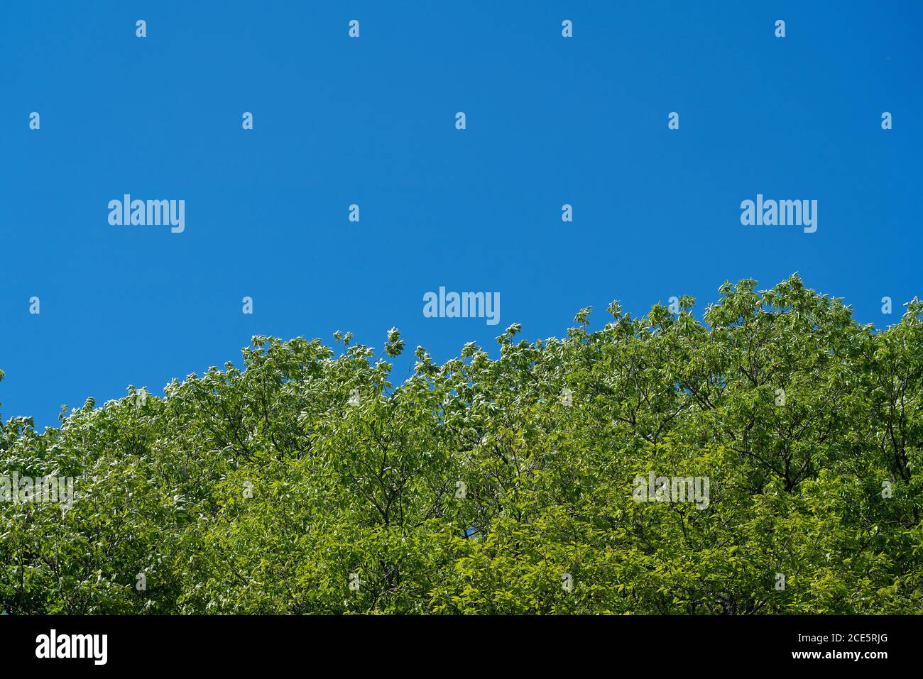 Blue screen shooting hi-res stock photography and images - Alamy
