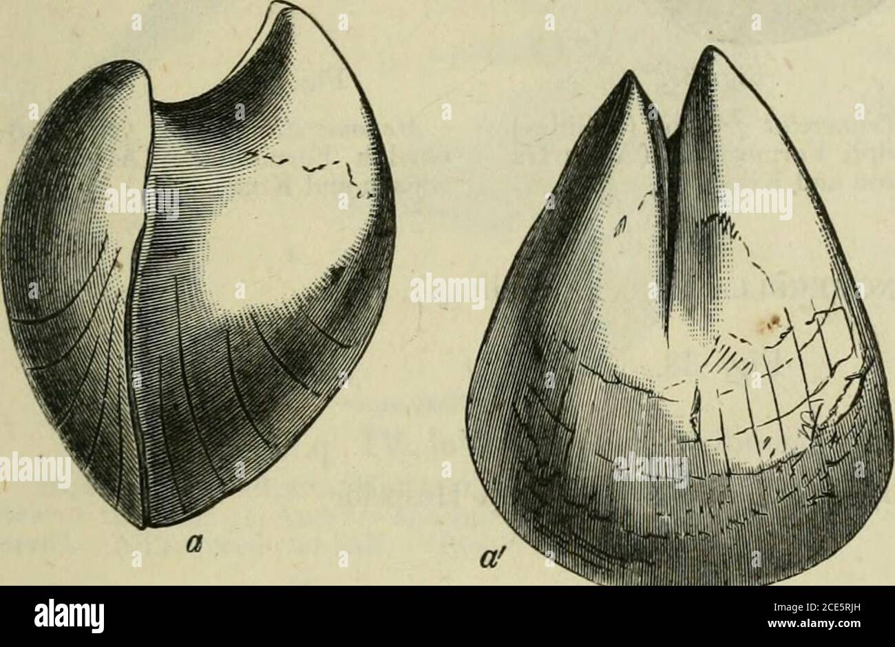 T ventricosus hi-res stock photography and images - Alamy