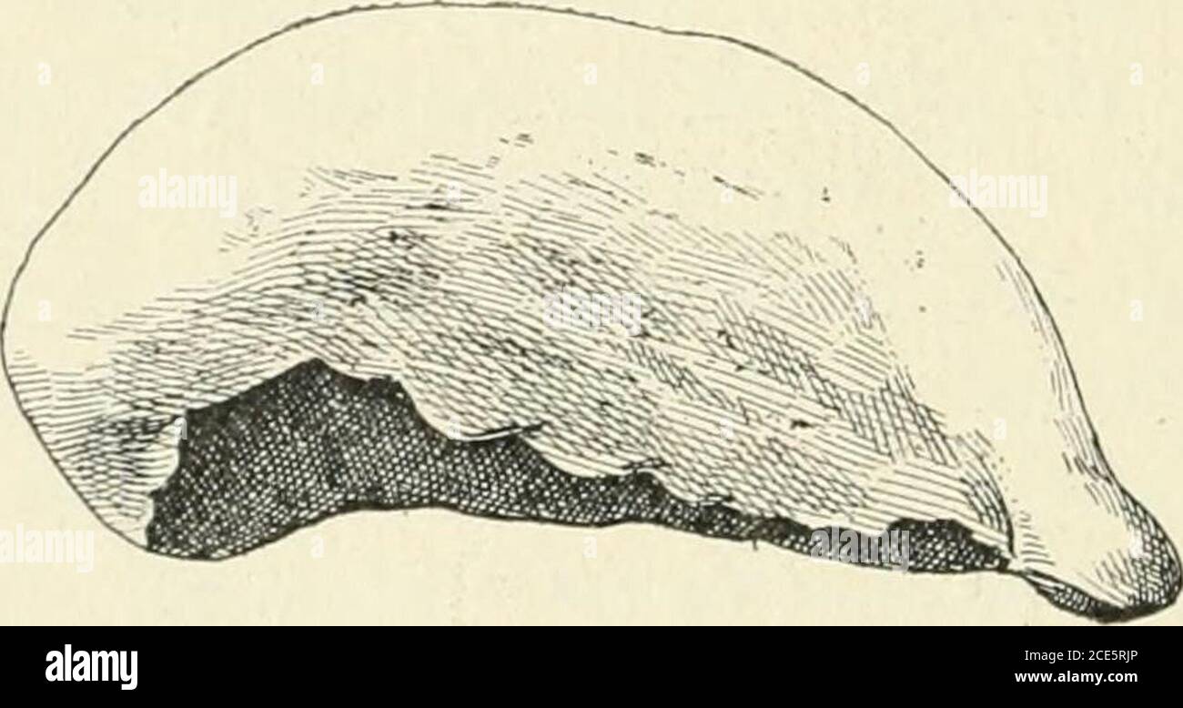 Pithecanthrope hi-res stock photography and images - Alamy