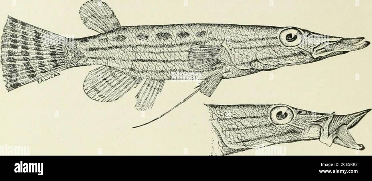 . Two years in the jungle : the experiences of a hunter and naturalist ...