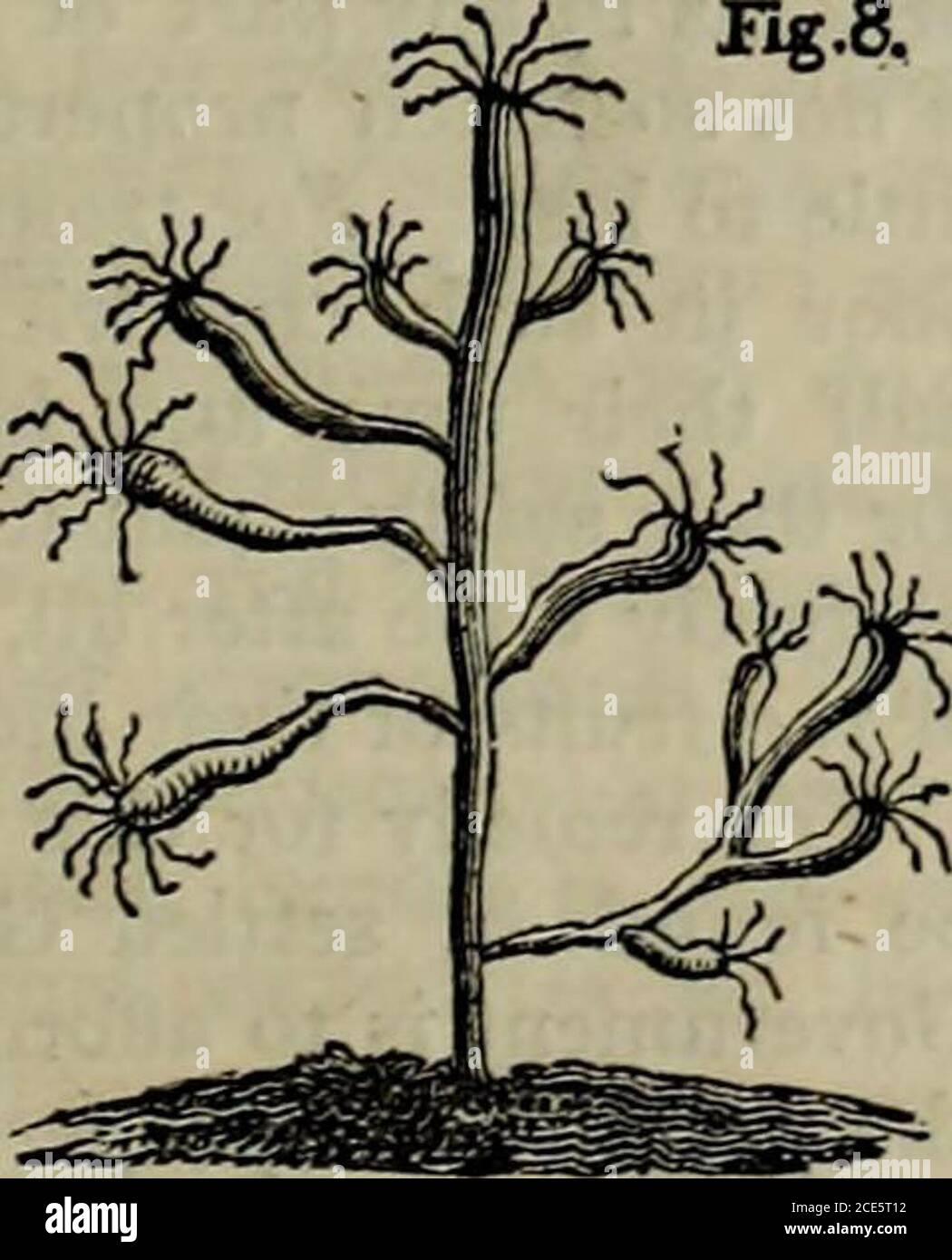 . The Saturday magazine . A, fig. 9, is a piece of the Flustra of the ...