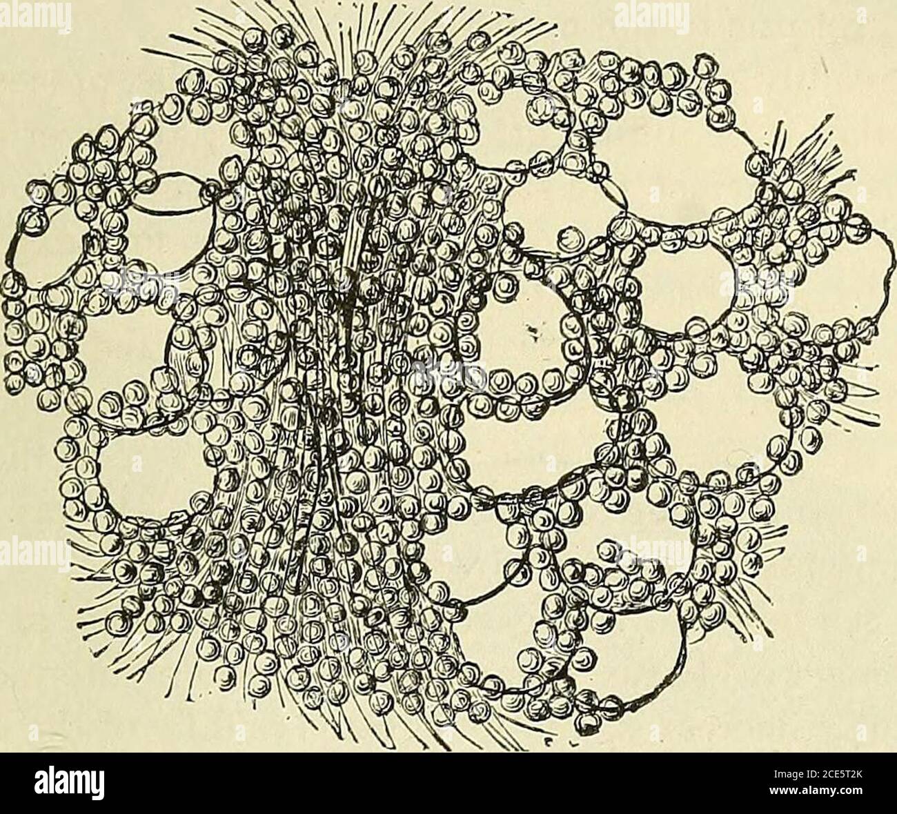 Phlegmonous hi-res stock photography and images - Alamy