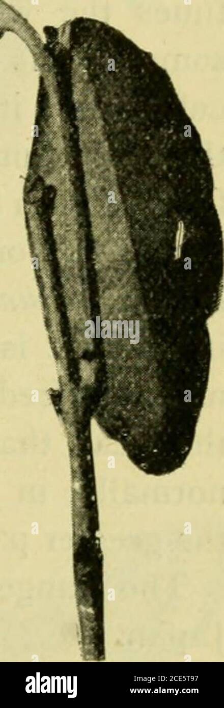 Discal spot hi-res stock photography and images - Alamy