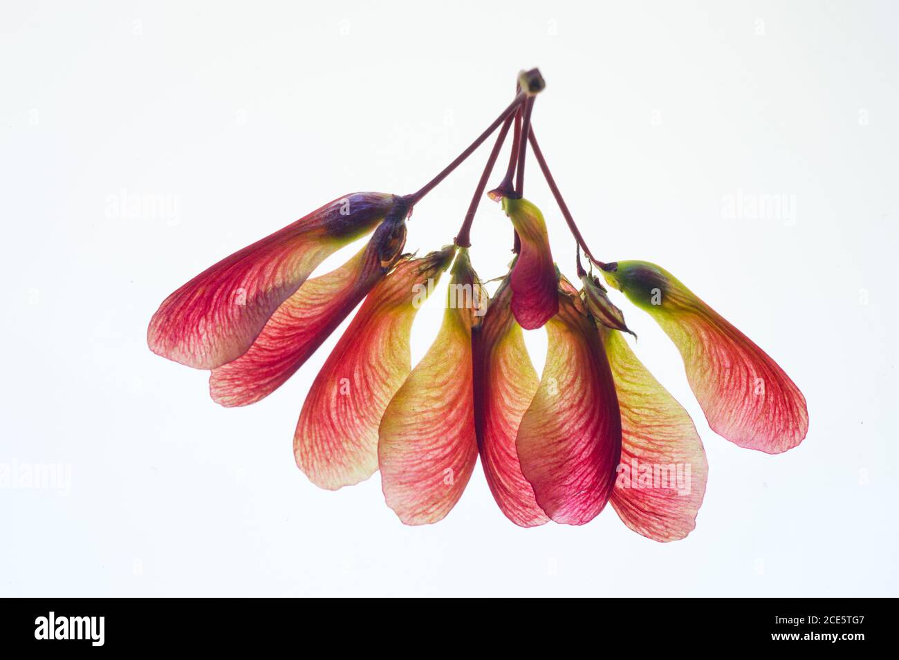 "Autumn Blaze" (cross between a red maple and a silver maple) seeds ...