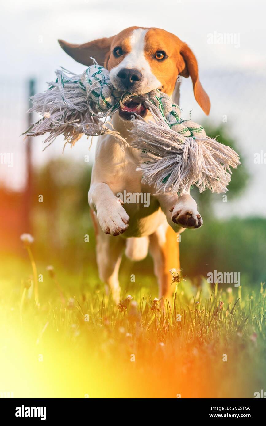 Dog Beagle running and jumping with a toy Stock Photo - Alamy