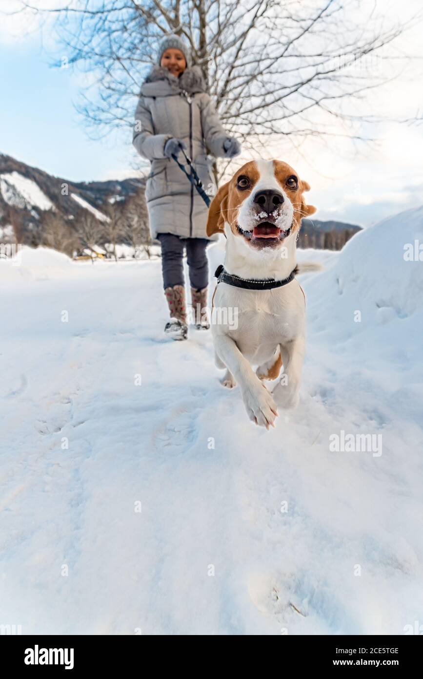 Beagle dog first time on snow with owner Stock Photo - Alamy