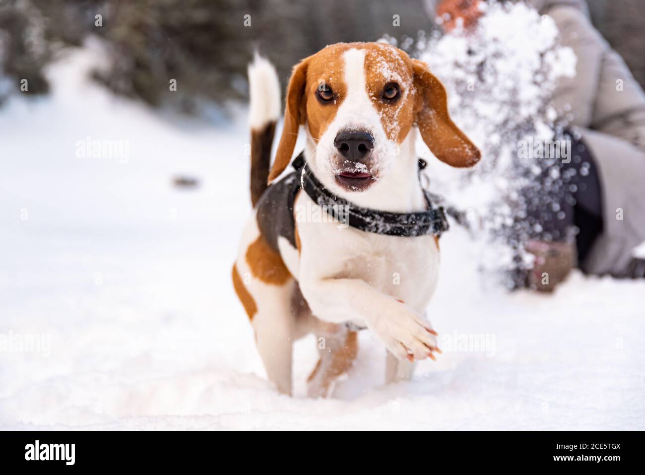 Beagle dog first time on snow with owner Stock Photo - Alamy