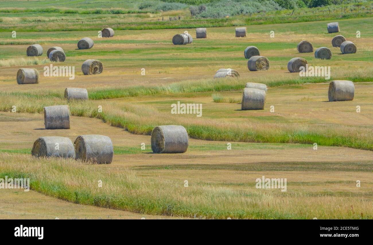 1000 lb bales hi-res stock photography and images - Alamy