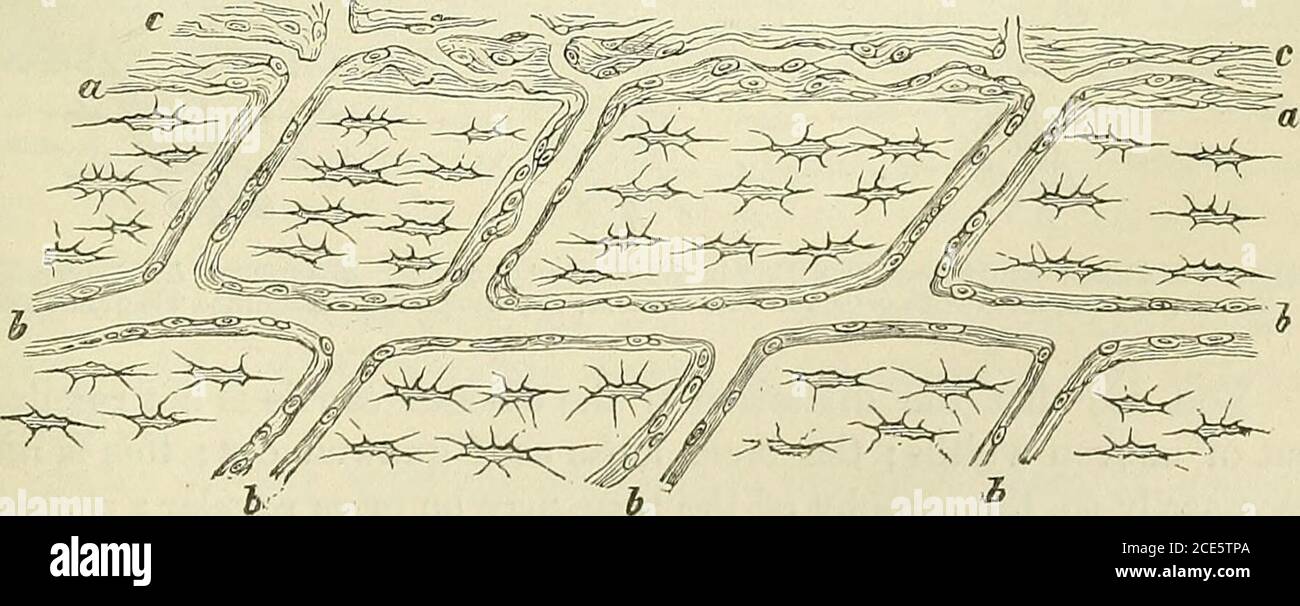 Callus formation hi-res stock photography and images - Alamy