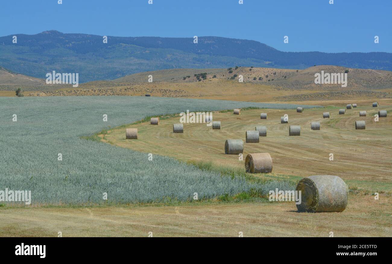 1000 Lb Bales High Resolution Stock Photography and Images - Alamy