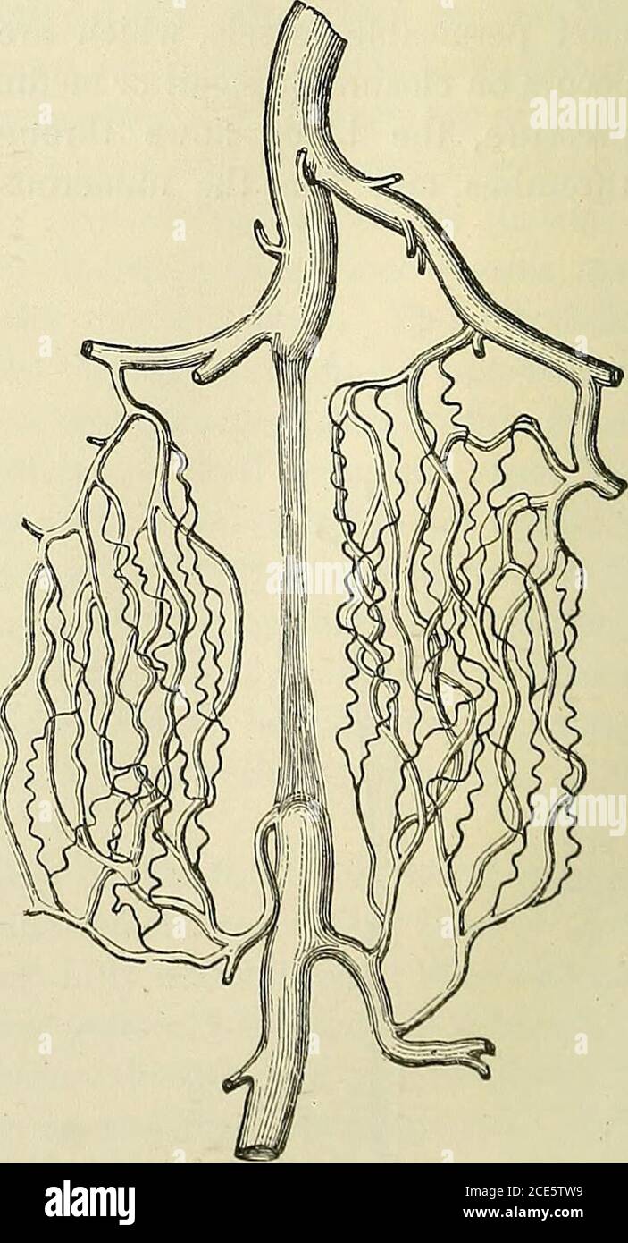 Vasa vasorum hi-res stock photography and images - Alamy