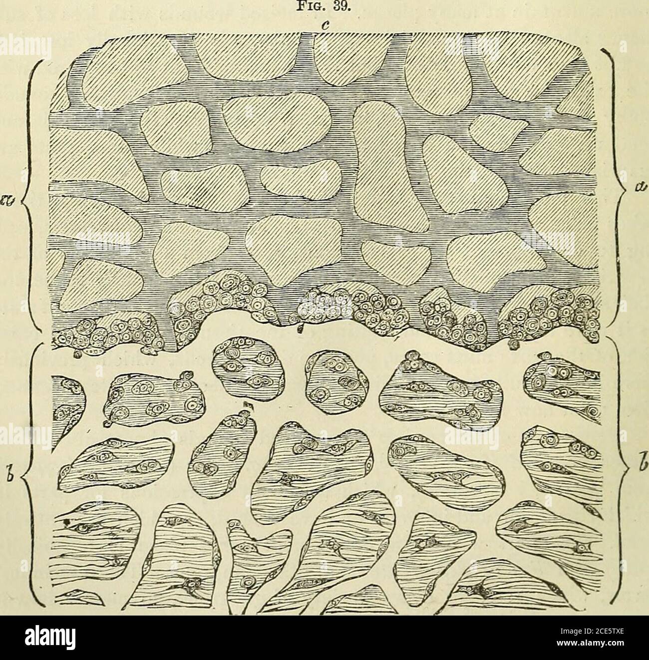 Granulation border hi-res stock photography and images - Alamy