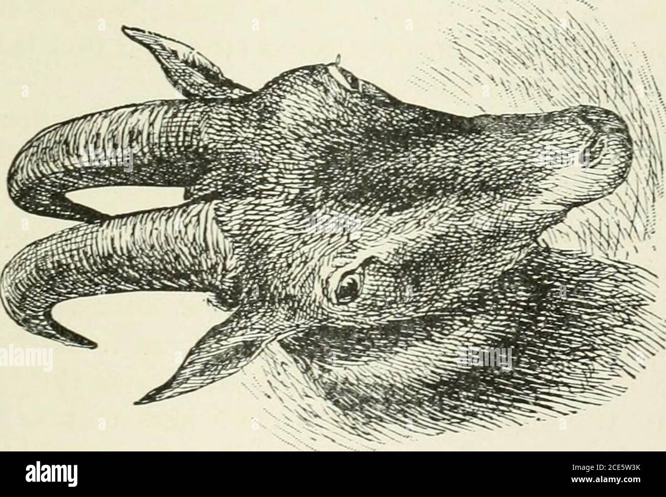 . Two years in the jungle : the experiences of a hunter and naturalist ...