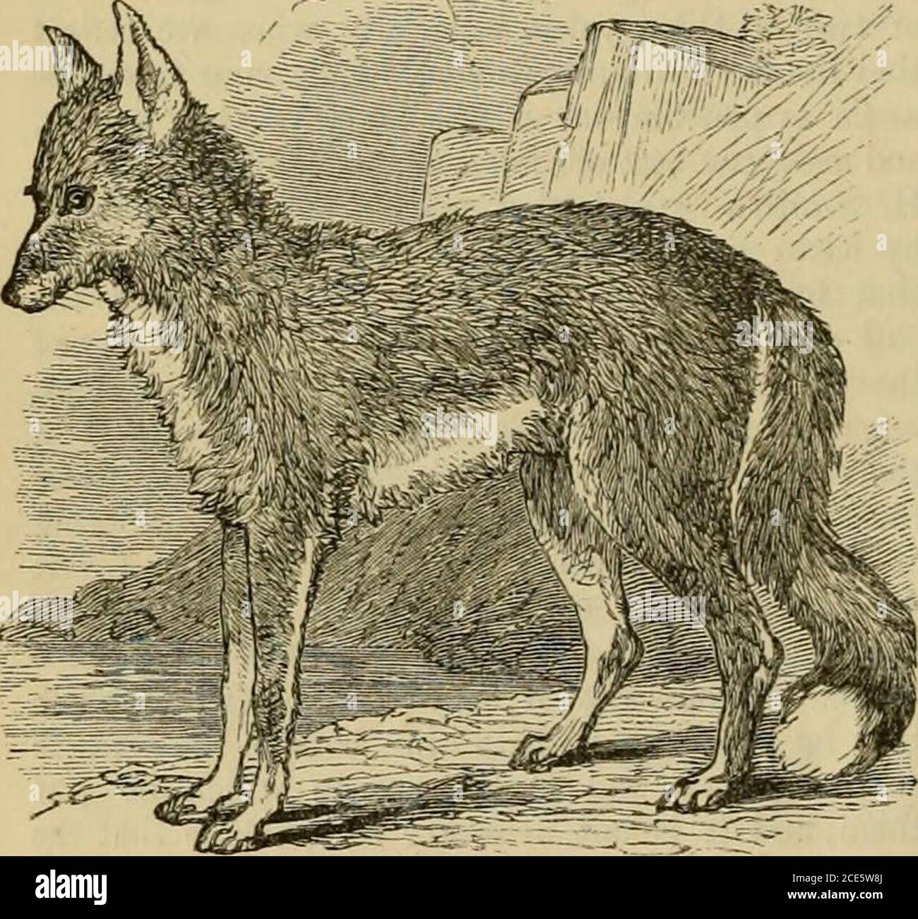 Jackals and lebanon hi-res stock photography and images - Alamy