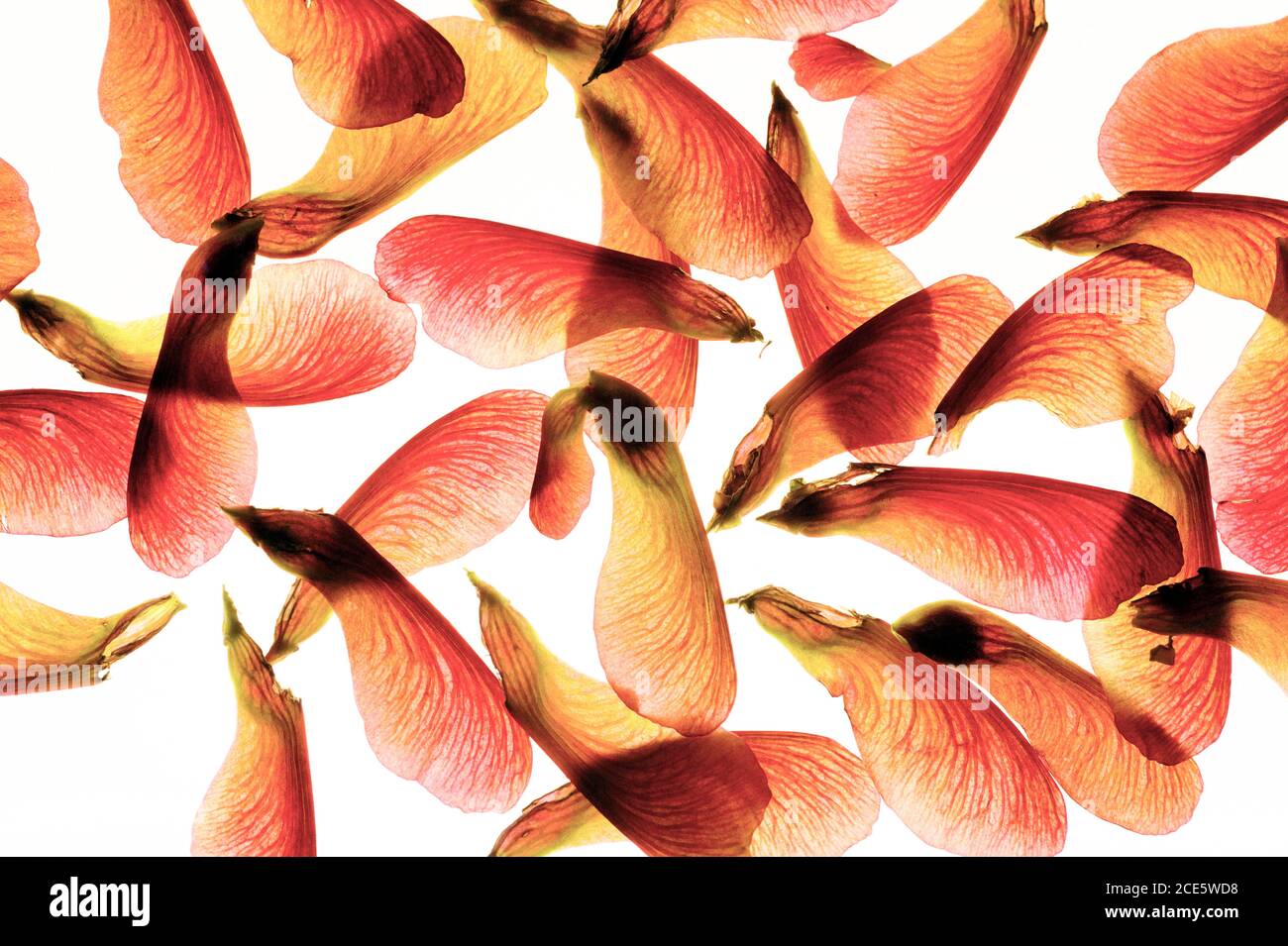 Maple cross hi-res stock photography and images - Alamy