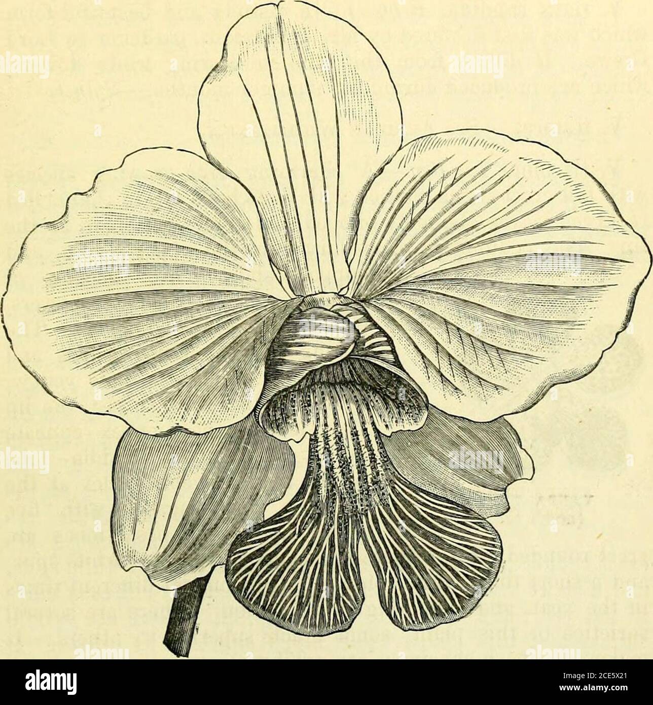 Plant with suborbicular leaves hi-res stock photography and images - Alamy