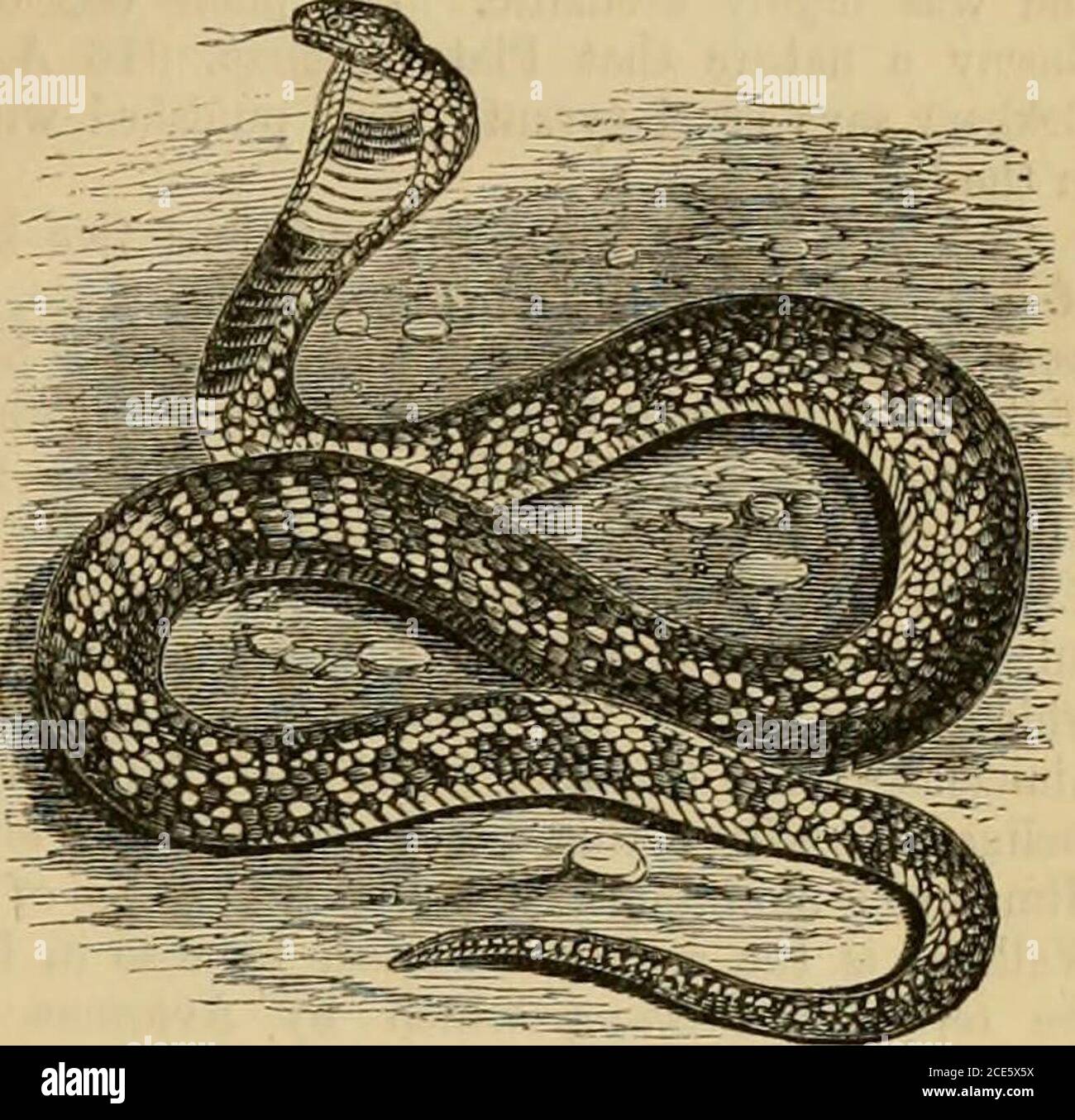 A deaf adder hi-res stock photography and images - Alamy