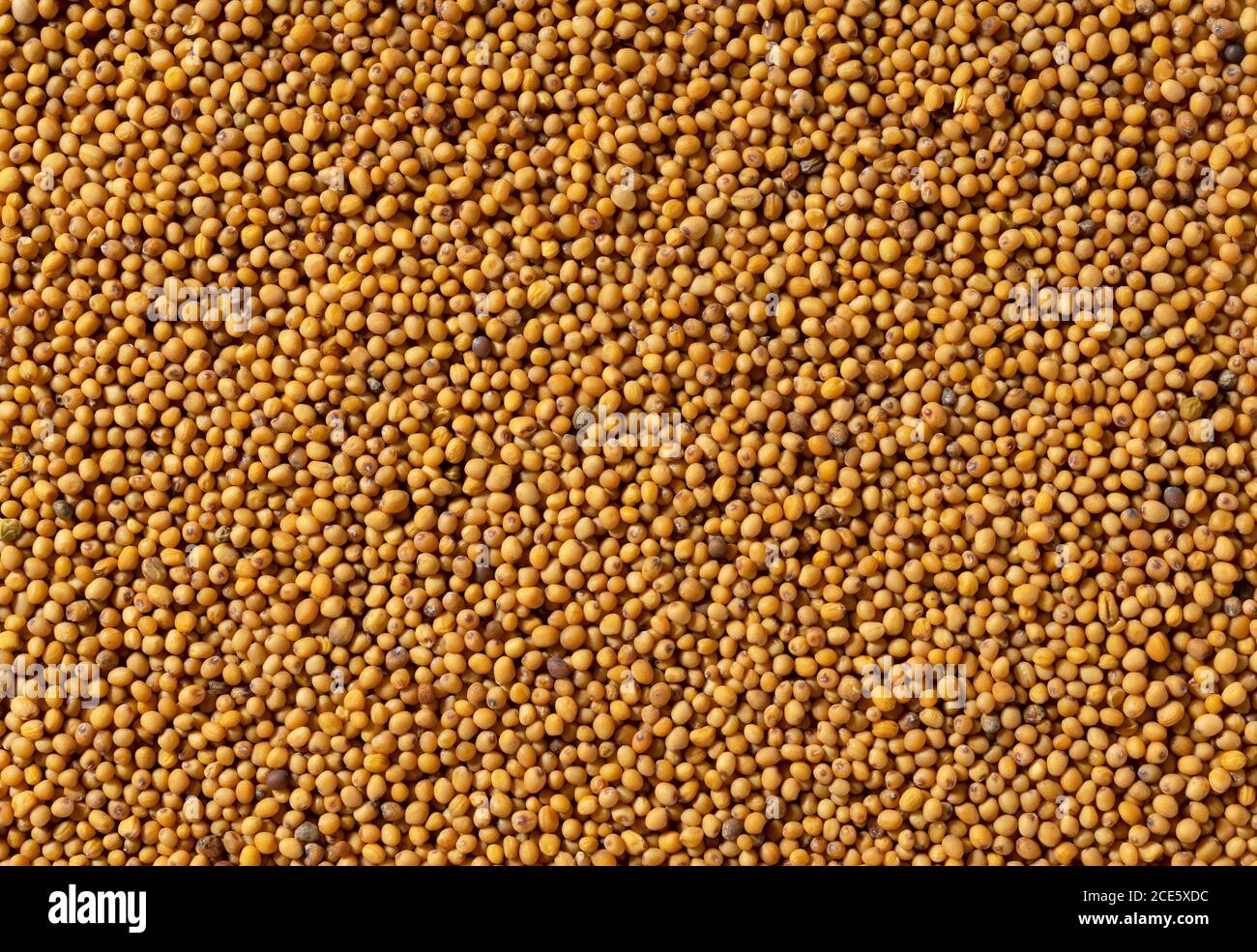 Mustard on the whole screen as background Stock Photo - Alamy
