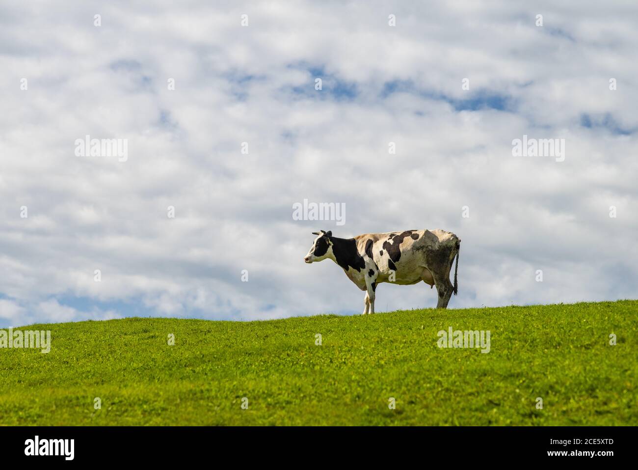 Single cow hi-res stock photography and images - Alamy
