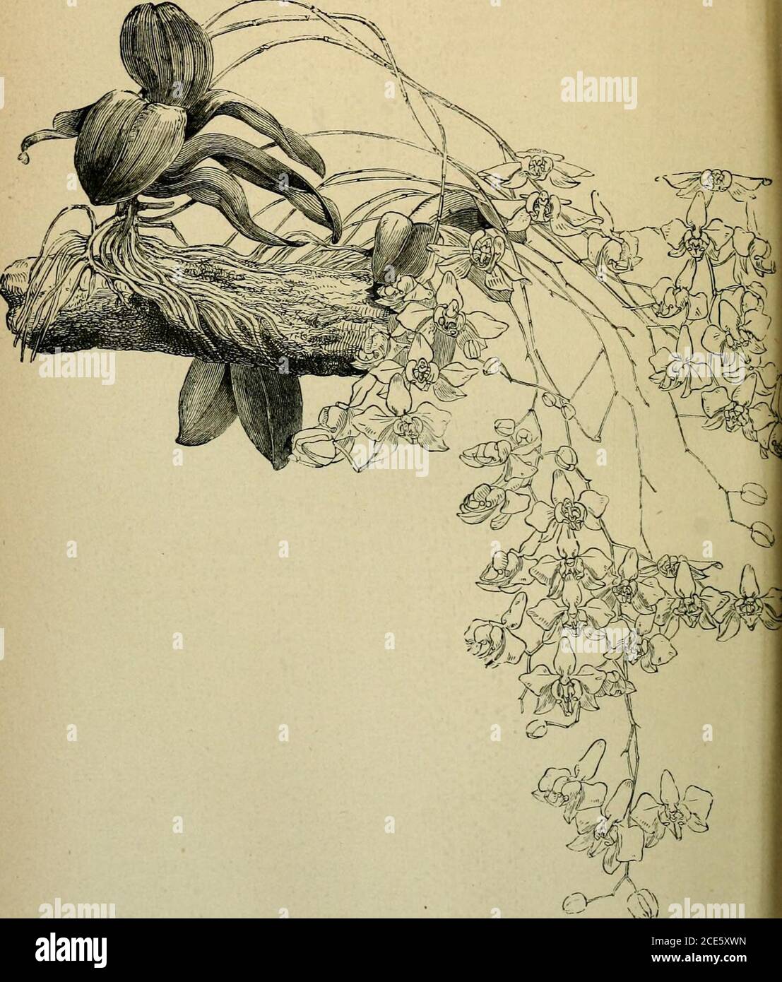 Elliptic lanceolate leaves hi-res stock photography and images - Alamy