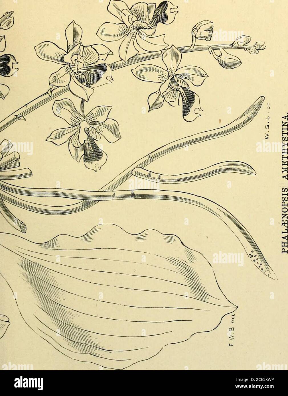 . The orchid-grower's manual : containing descriptions of the best ...
