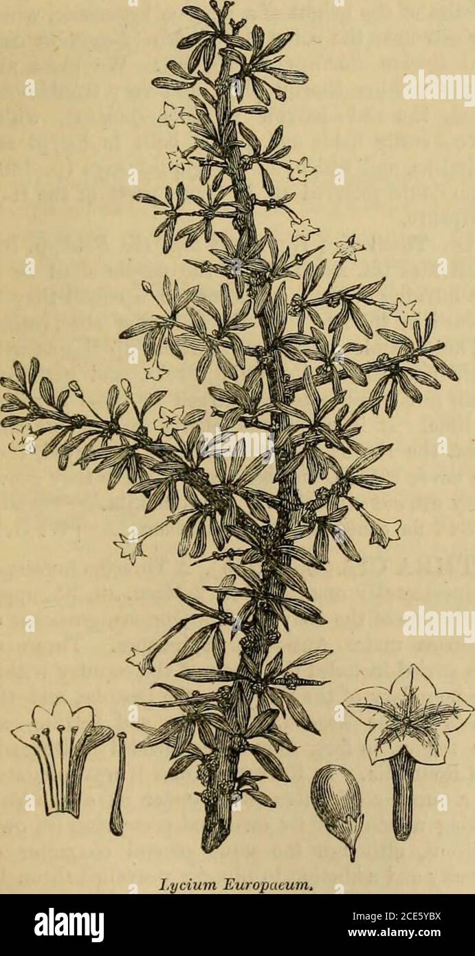 Box thorn hi-res stock photography and images - Alamy