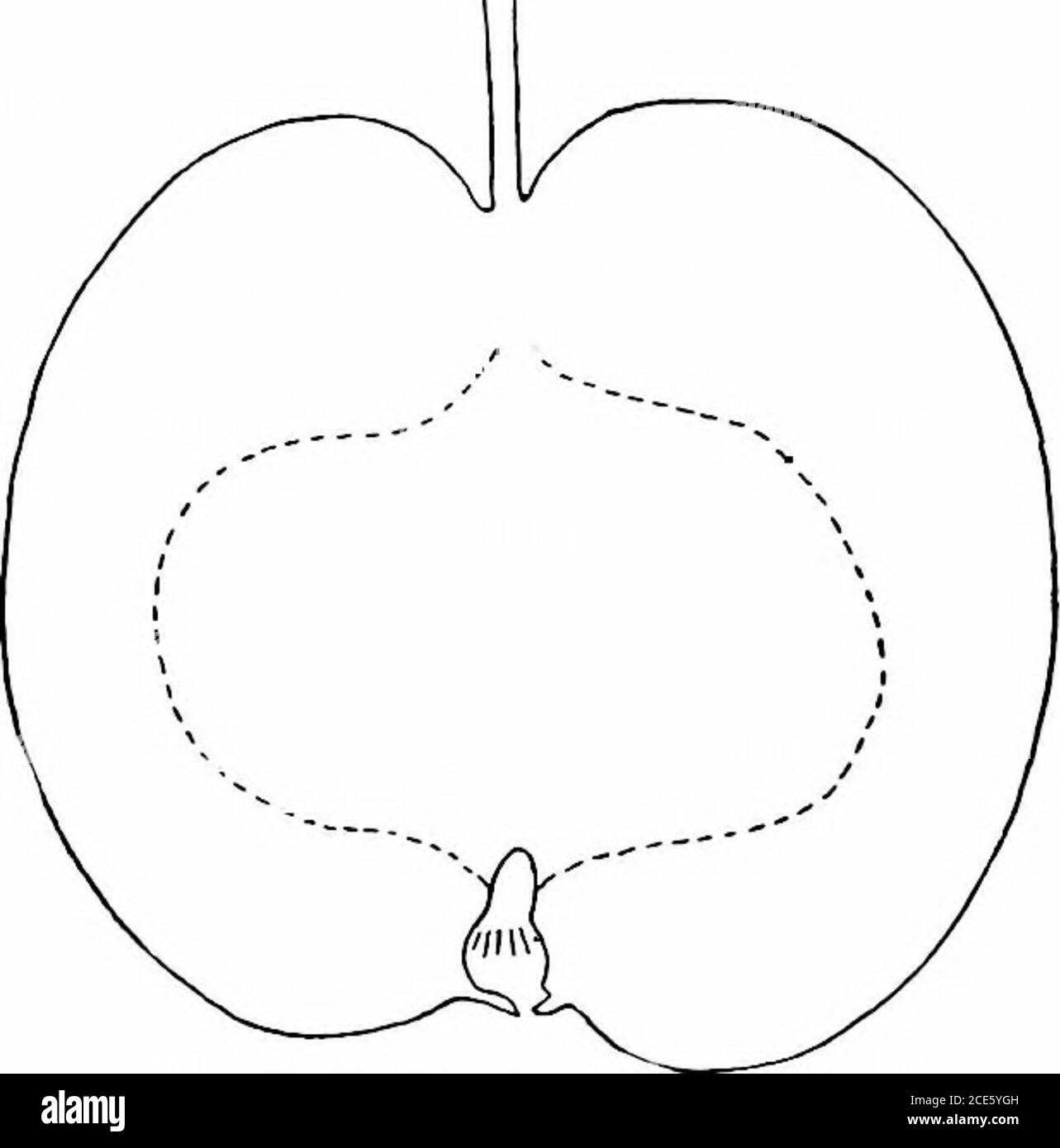 Reflexed segments Cut Out Stock Images & Pictures - Alamy