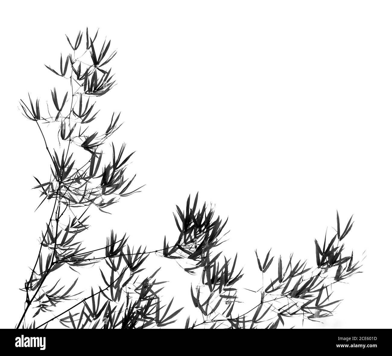 Bamboo outline hi-res stock photography and images - Alamy