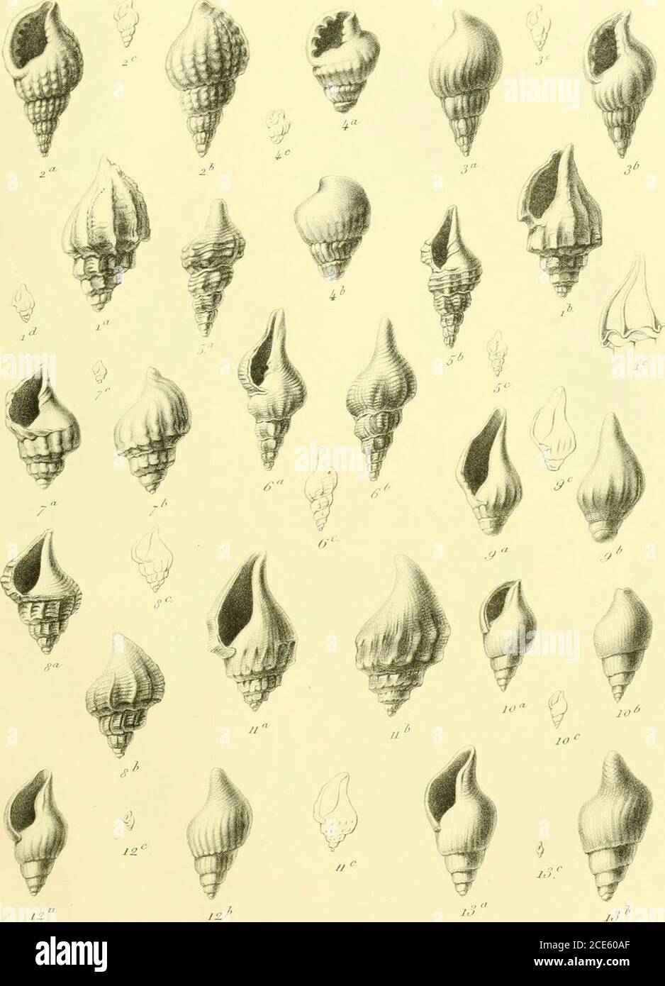 Columelle hi-res stock photography and images - Alamy