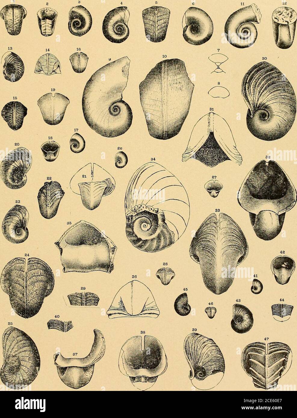 Bottom transverse lines hi-res stock photography and images - Alamy