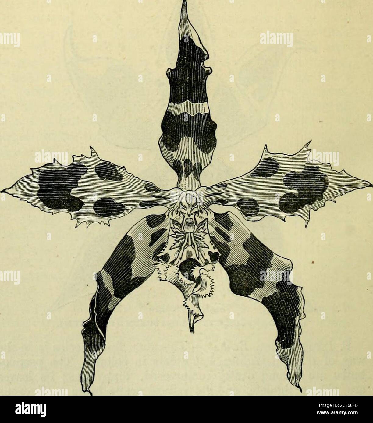 Fringed lip hi-res stock photography and images - Alamy