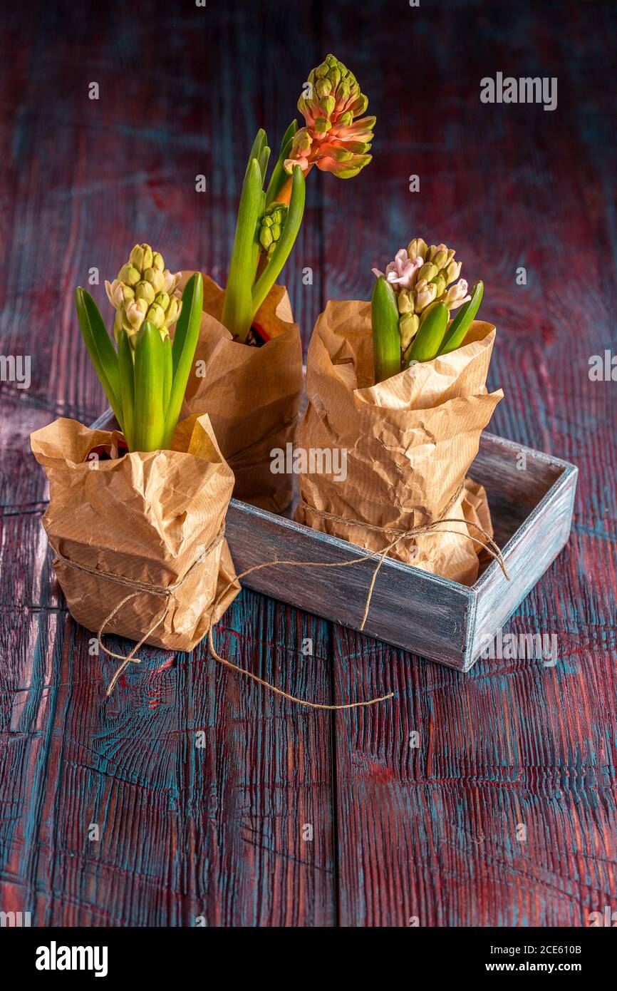 Beautiful spring flowers hyacinth Stock Photo - Alamy