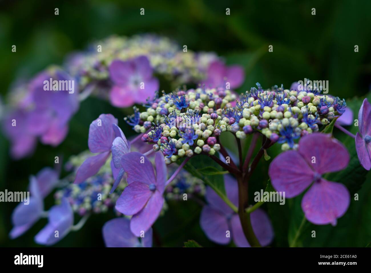 Japanese hydrangea macrophylla hi-res stock photography and images - Alamy