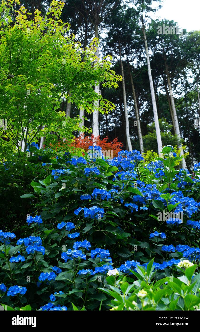 Japanese hydrangeas and autumn leaves in June Stock Photo - Alamy
