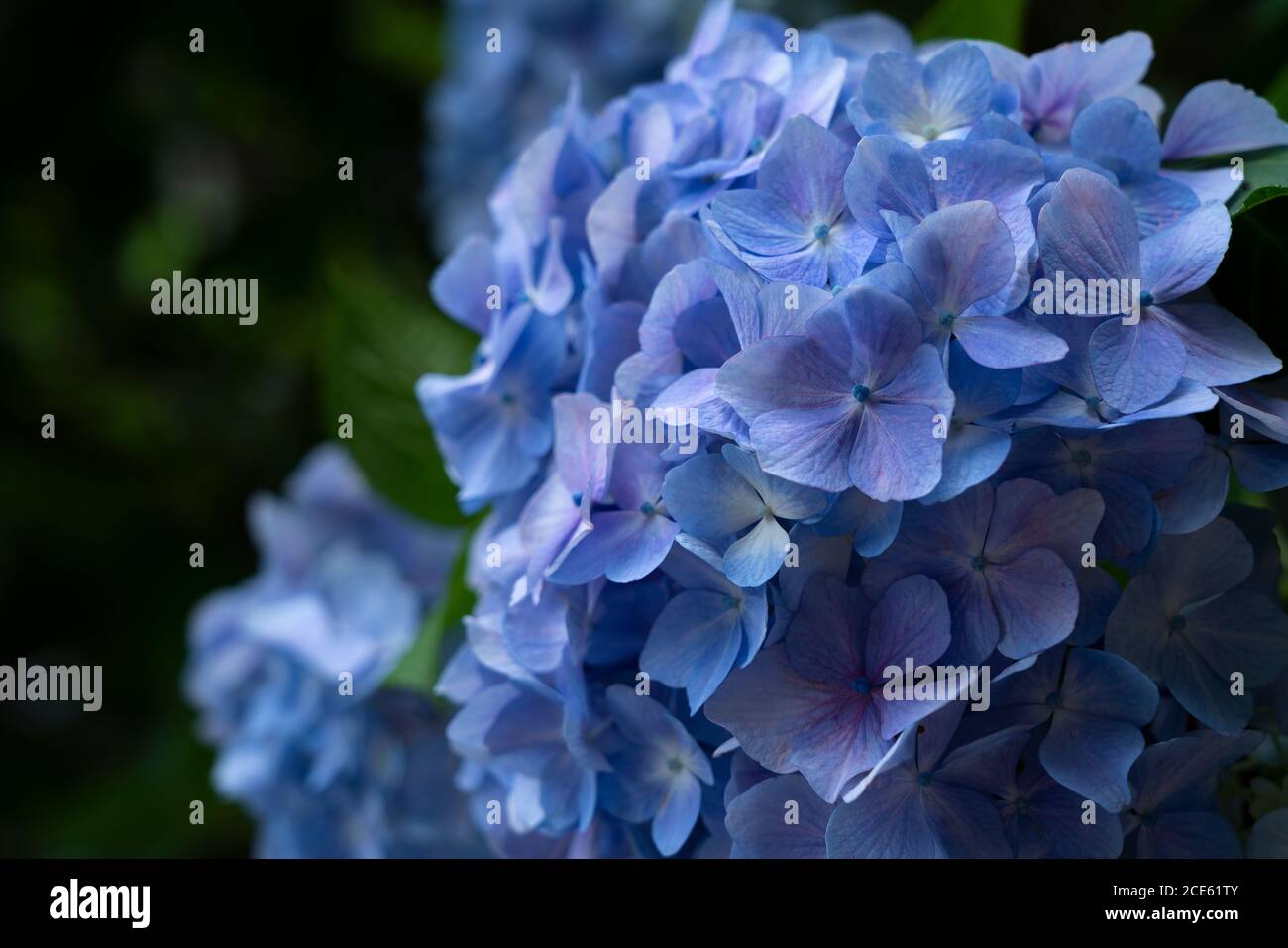 Japanese blue hydrangea close up. Japanese style image Stock Photo - Alamy