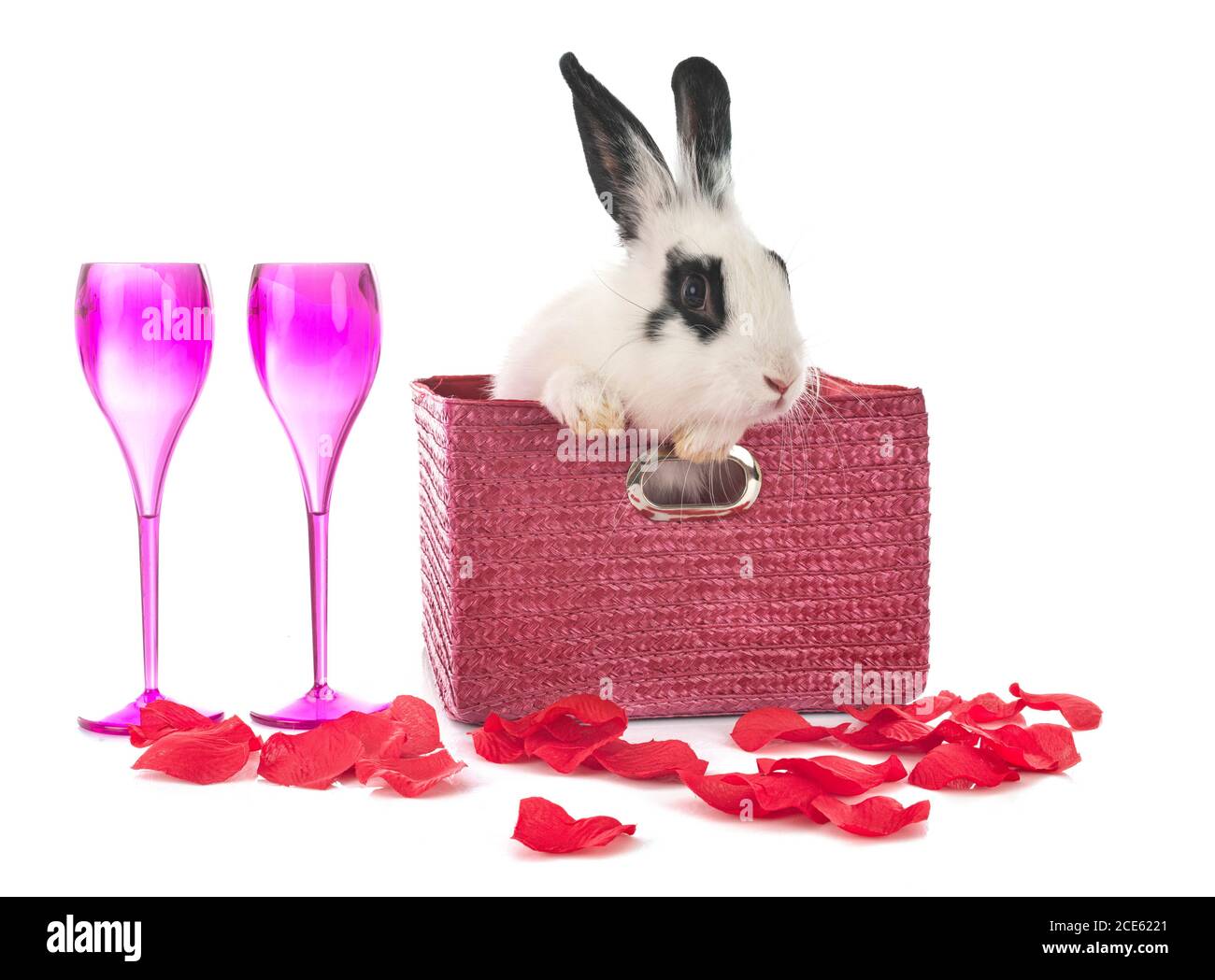 English Spot rabbit in front of white background Stock Photo - Alamy