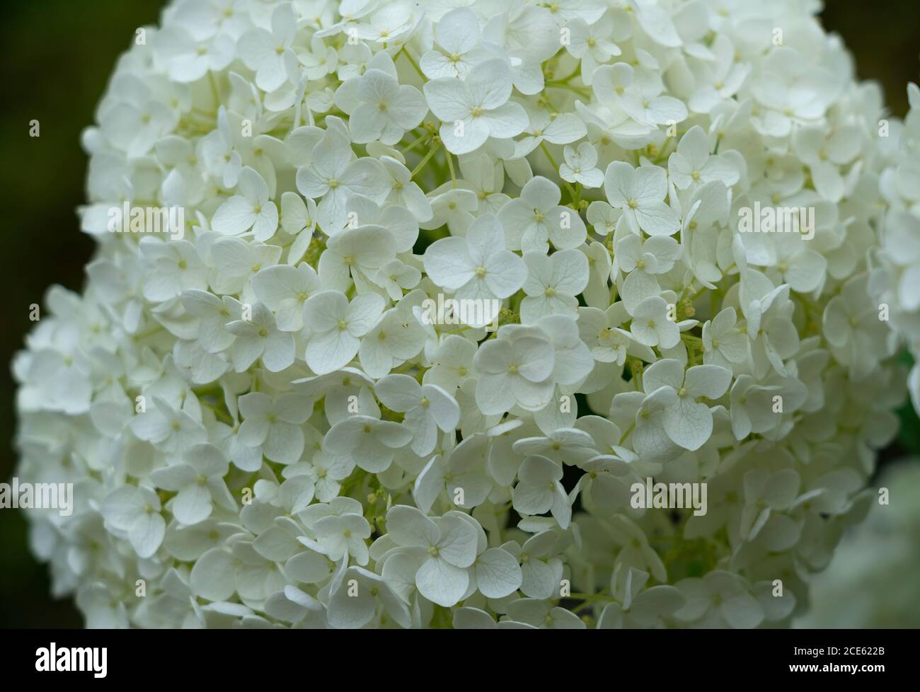 Japanese white hydrangea close up. Japanese style image Stock Photo - Alamy