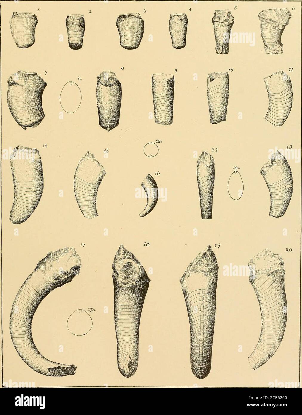 . The Geology of Minnesota . ical specimen. From the Trentonhorizon at ...