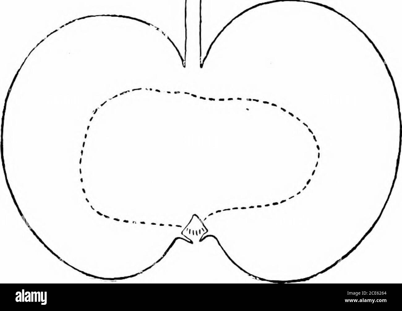 Green funnel fruit Black and White Stock Photos & Images - Alamy