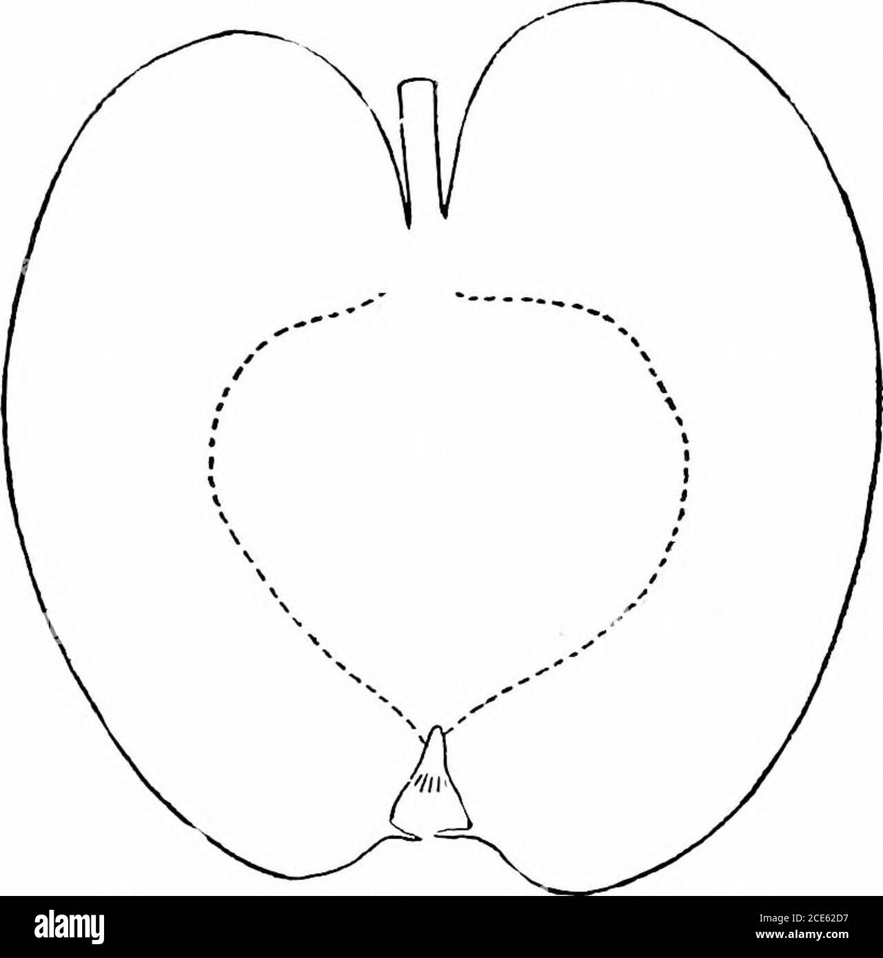 . American horticultural manual .. . y blue bloom; dotswhite, minute ...